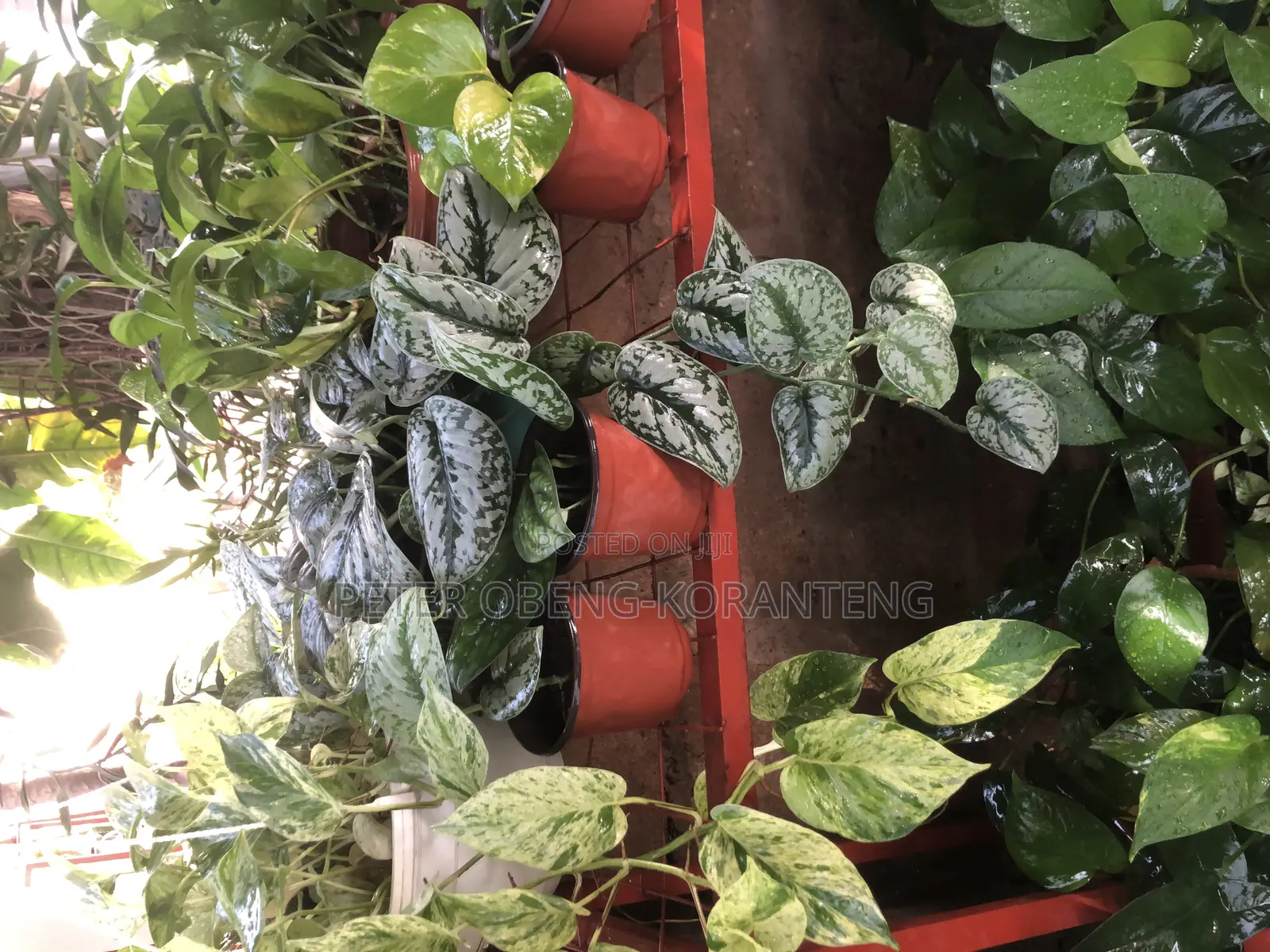 Pothos Plant in Adenta - Feeds, Supplements & Seeds, Peter Obeng ...