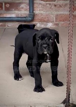 3-6 months Female Purebred Cane Corso in Accra Metropolitan - Dogs ...