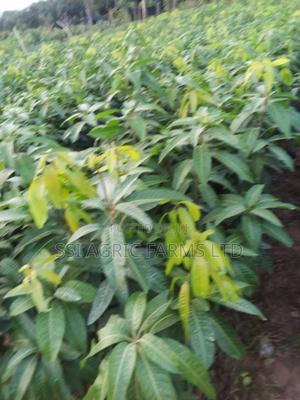 Keith Mango Seedlings in Lower Manya Krobo - Feeds, Supplements & Seeds ...