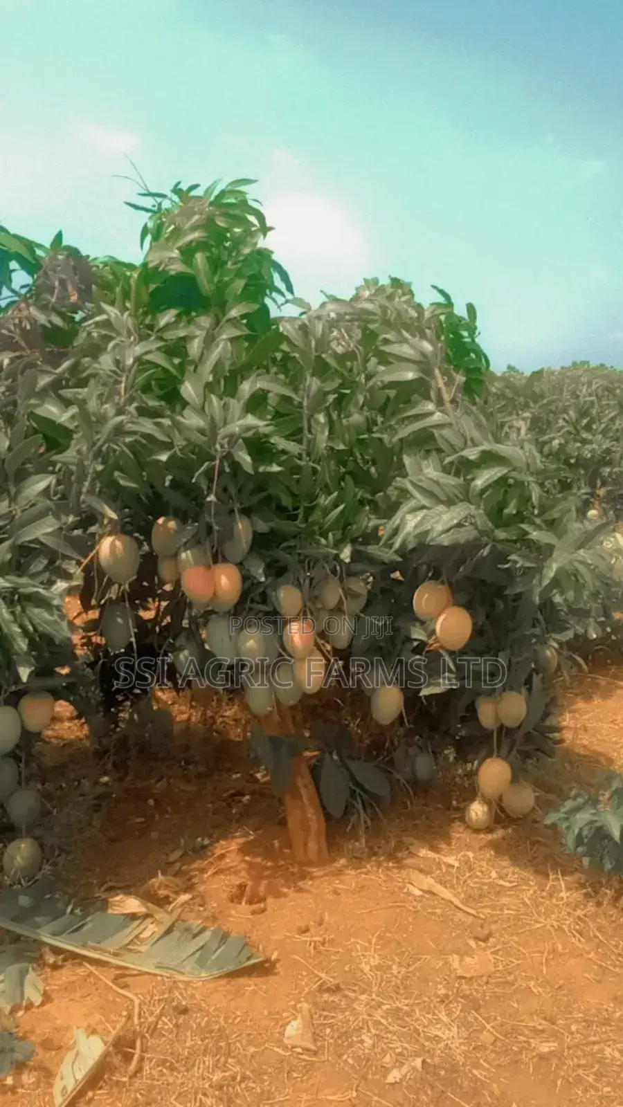 Keith Mango Seedlings in Lower Manya Krobo - Feeds, Supplements & Seeds ...