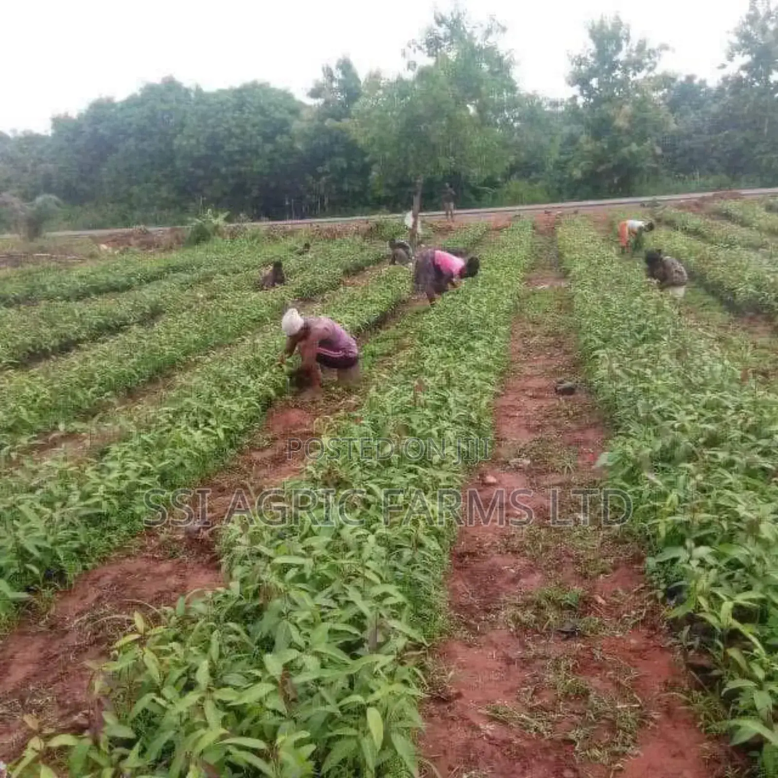 Keith Mango Seedlings in Lower Manya Krobo - Feeds, Supplements & Seeds ...