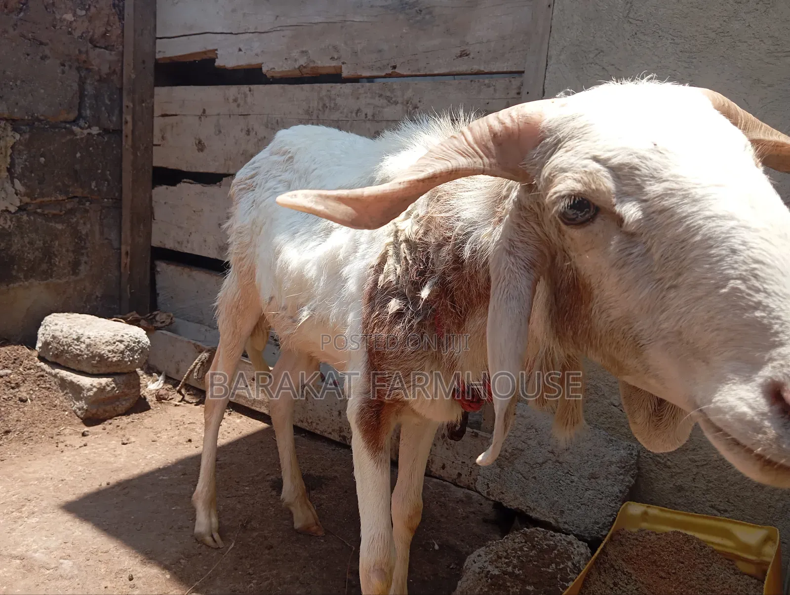 Sheep for Sale in Accra Metropolitan - Farm Animals, Shafiwu Iliasu ...