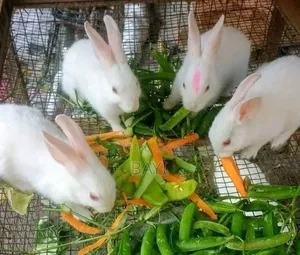 Rabbits in Ghana for sale Prices on Jiji.com.gh