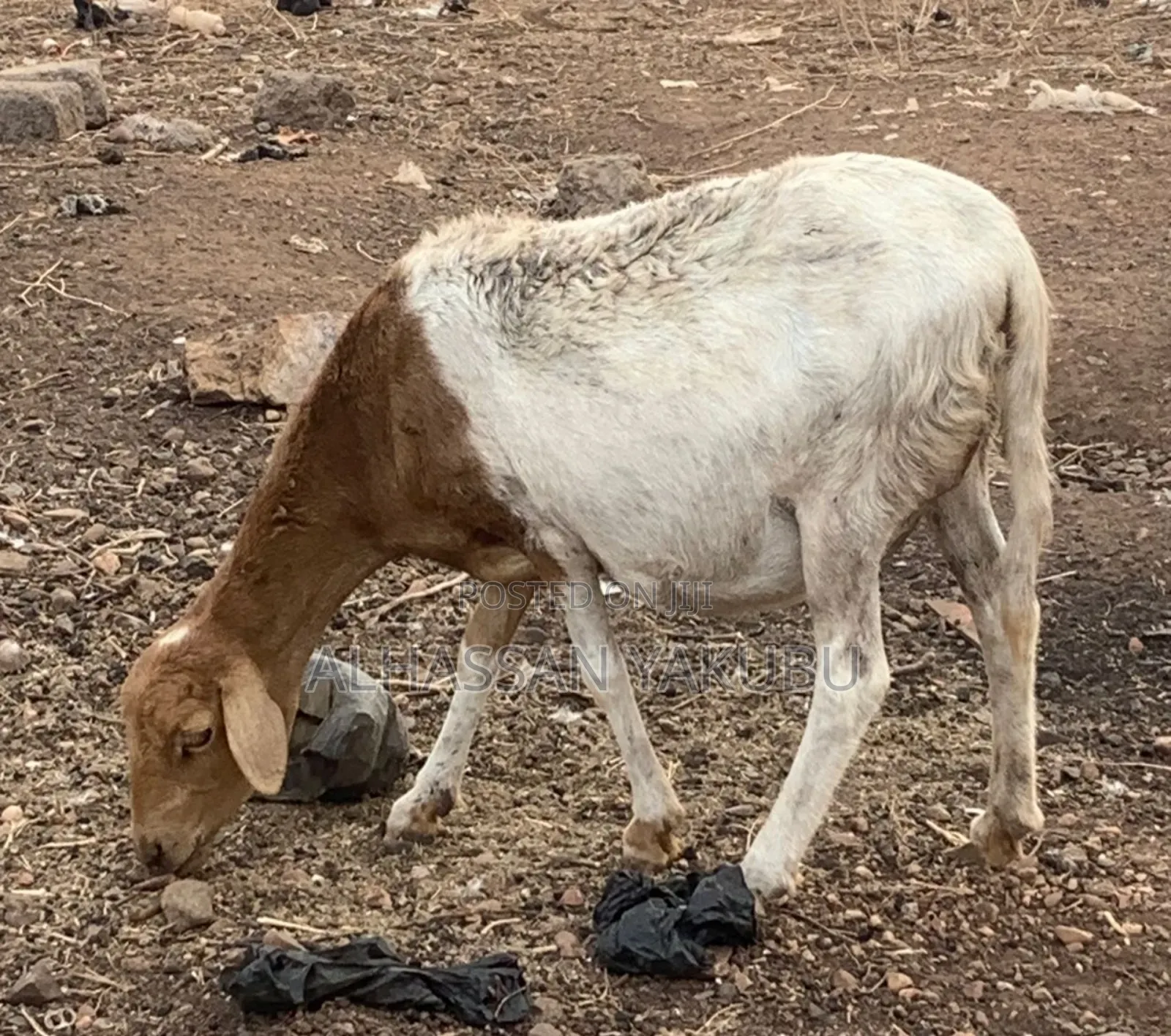 Female Pregnant Sheep in Saboba - Farm Animals, Alhassan Yakubu | Jiji ...
