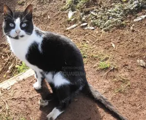 Cats & Kittens in Ghana for sale Price on Jiji.com.gh