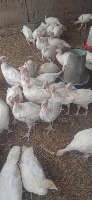 Foreign Turkeys Available (Bbw and Bbb) in Kumasi Metropolitan - Farm ...