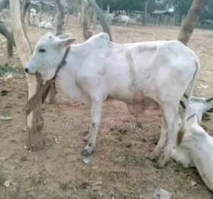Cows in Ghana for sale Prices on Jiji.com.gh