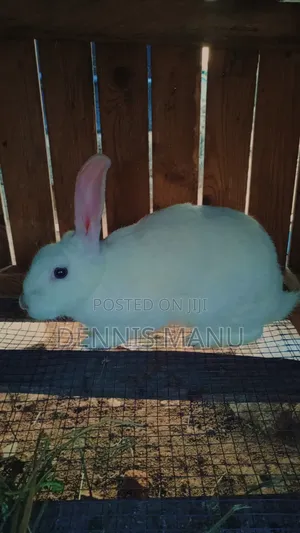 Rabbits in Ghana for sale Prices on Jiji.com.gh