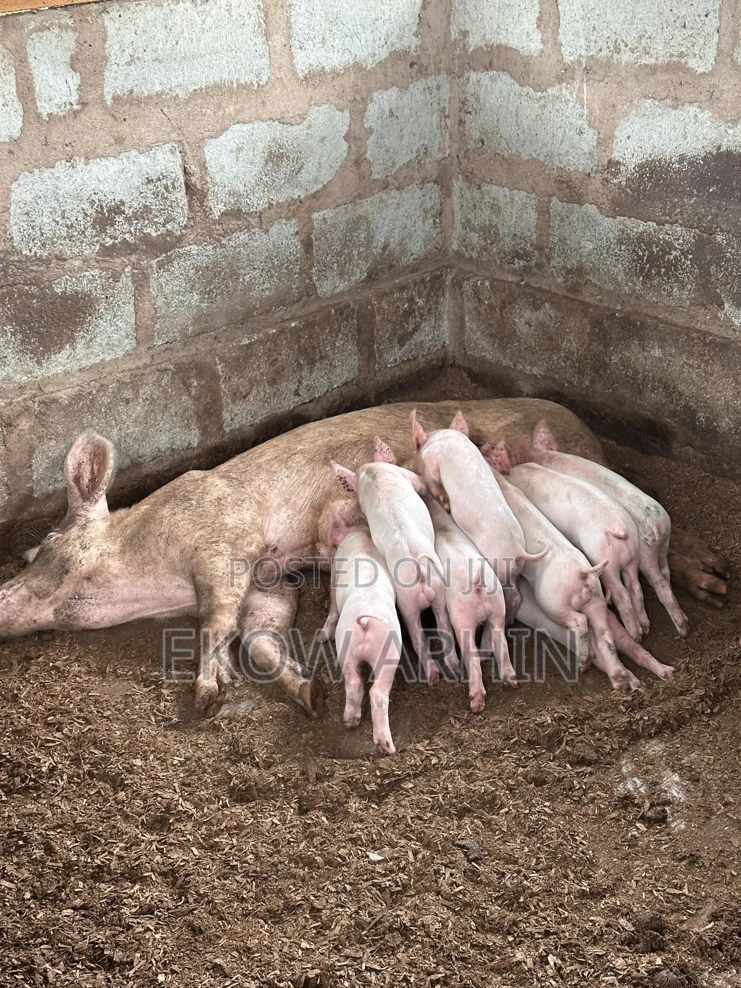 Pork Ghetto in Accra Metropolitan - Farm Animals, Ekow Arhin | Jiji.com.gh