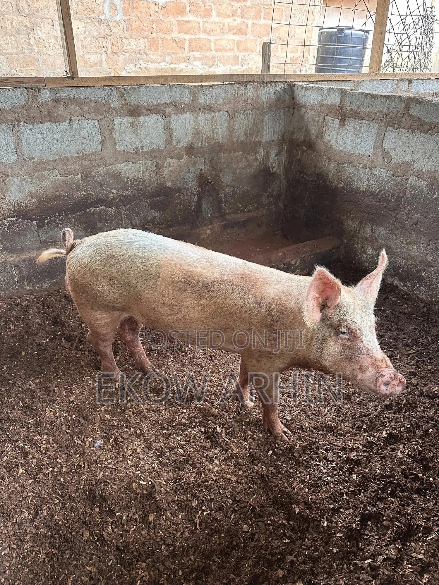 Pork Ghetto in Accra Metropolitan - Farm Animals, Ekow Arhin | Jiji.com.gh