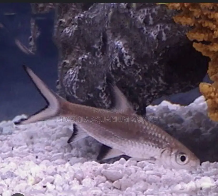 Silver Sharks for Aqarium in Madina - Fish, Becklilz Aqariumandpetshop ...