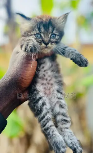 Cats & Kittens in Ghana for sale Price on Jiji.com.gh
