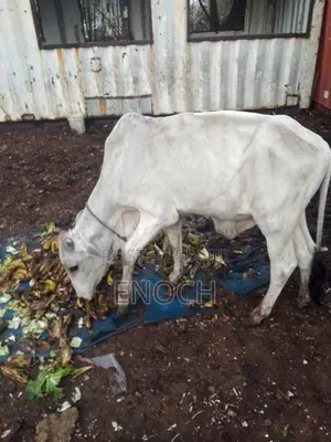 Cows in Ghana for sale Prices on Jiji.com.gh