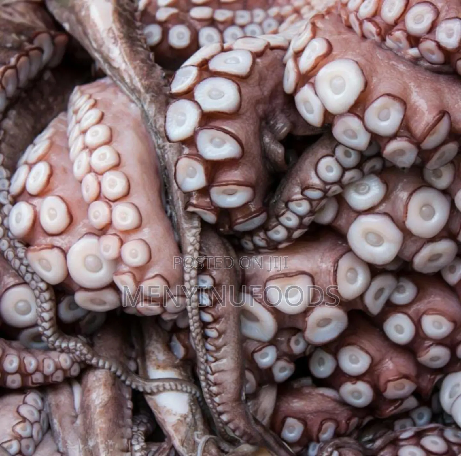 Fresh Squid Octopus for Sale – Wholesale Retail | Ghana in Ga East ...