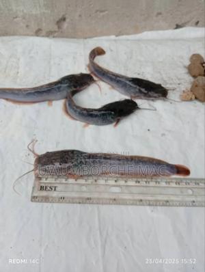 Catfish Hatchery and Management in Pokuase - Farm Animals, Uwumborche ...