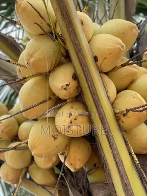 Seedlings in Ghana for sale Prices on Jiji.com.gh
