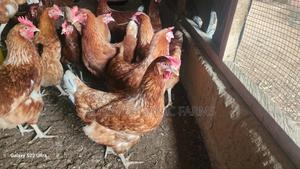 Point of Laying Hy-Line Brown Foreign Layers(Uk) in Kasoa - Farm ...