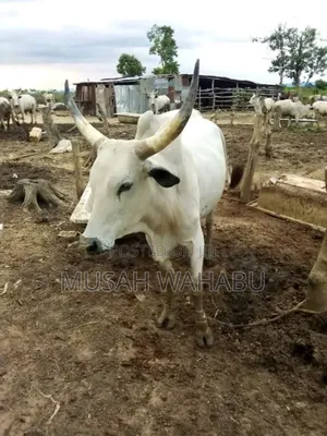 Cows in Ghana for sale Prices on Jiji.com.gh