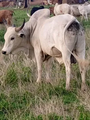 Cows in Ghana for sale Prices on Jiji.com.gh