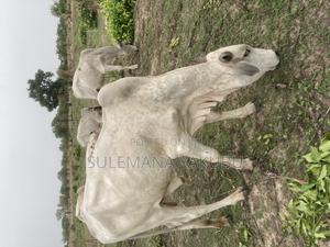 Cattle and Rams in West Mamprusi - Farm Animals, Sulemana Yakubu | Jiji ...