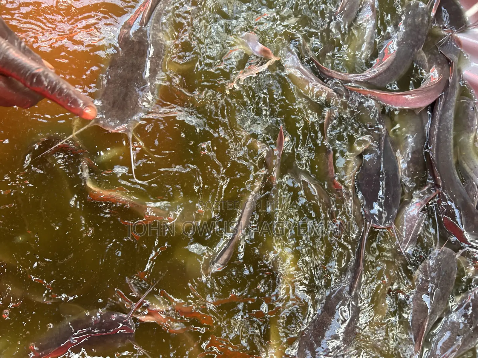 Catfish Fingerlings.Good Breed in Kumasi Metropolitan - Farm Animals ...