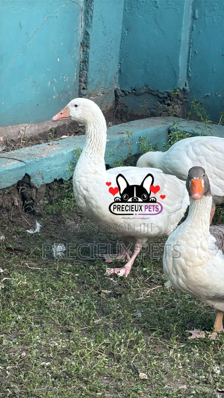 Domesticated Goose (Male Female) in Greater Accra - Farm Animals, Precieux Pets | Jiji.com.gh