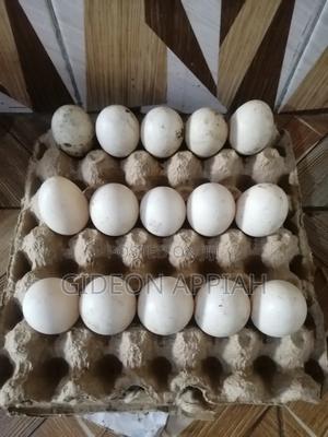 Fertilised Duck Eggs in Kasoa - Farm Animals, Gideon Appiah | Jiji.com.gh