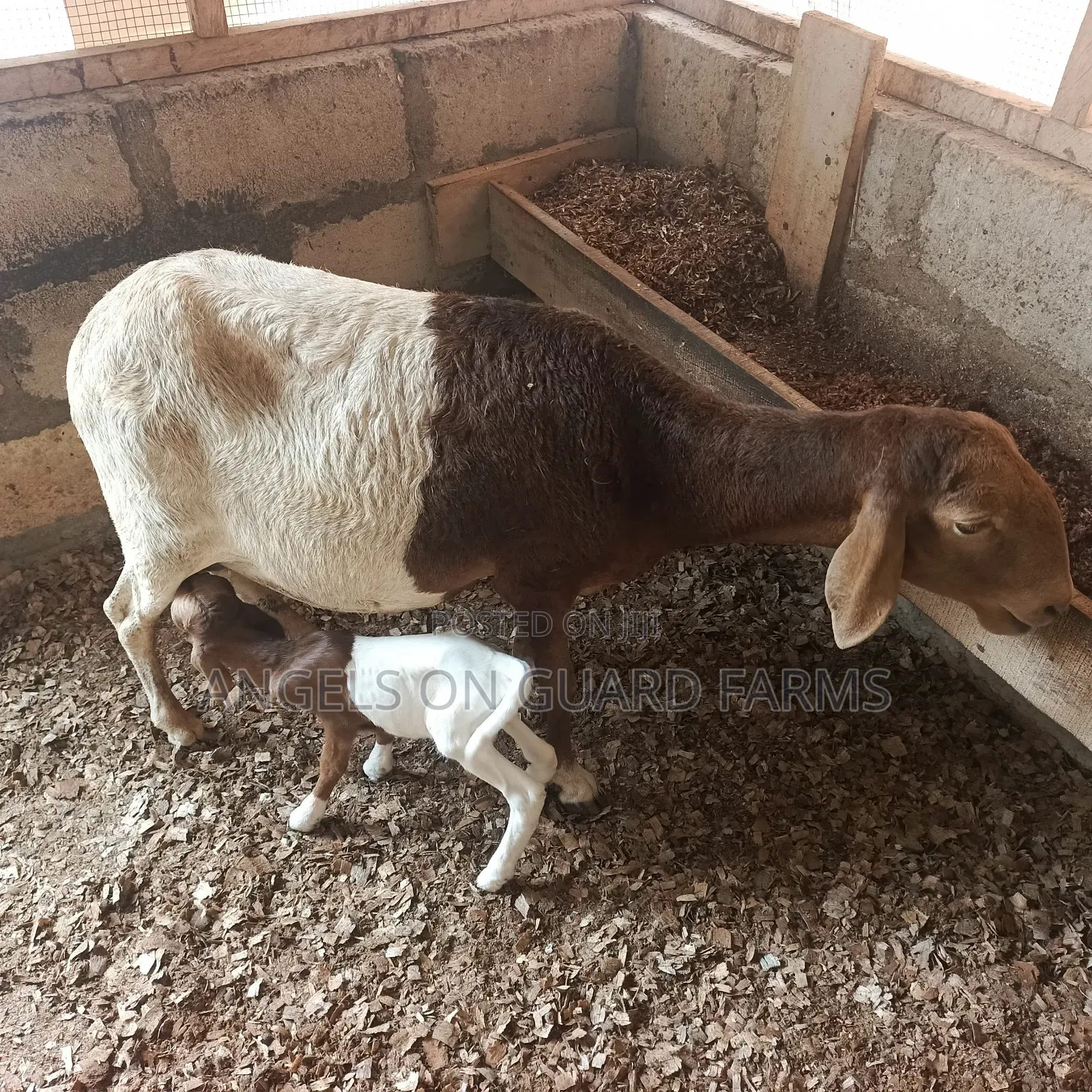 Female Adult Sheep's Some With Lambs in Ga West Municipal - Farm ...