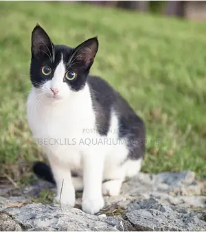 Cats & Kittens in Ghana for sale Price on Jiji.com.gh