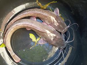 Fresh Catfish Available in Madina - Farm Animals, Pearl Kafui | Jiji.com.gh