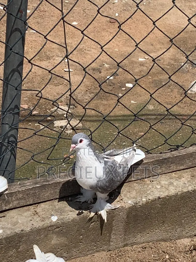 Silver Colored Lahore Pigeons in Greater Accra - Birds, Precieux Pets ...
