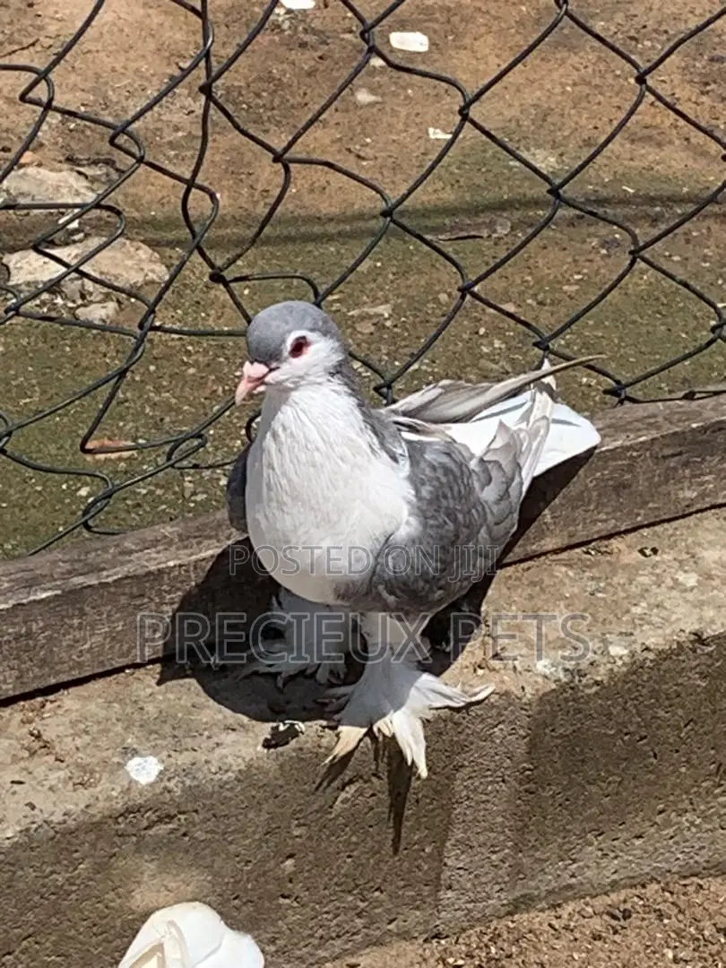 Silver Colored Lahore Pigeons in Greater Accra - Birds, Precieux Pets ...