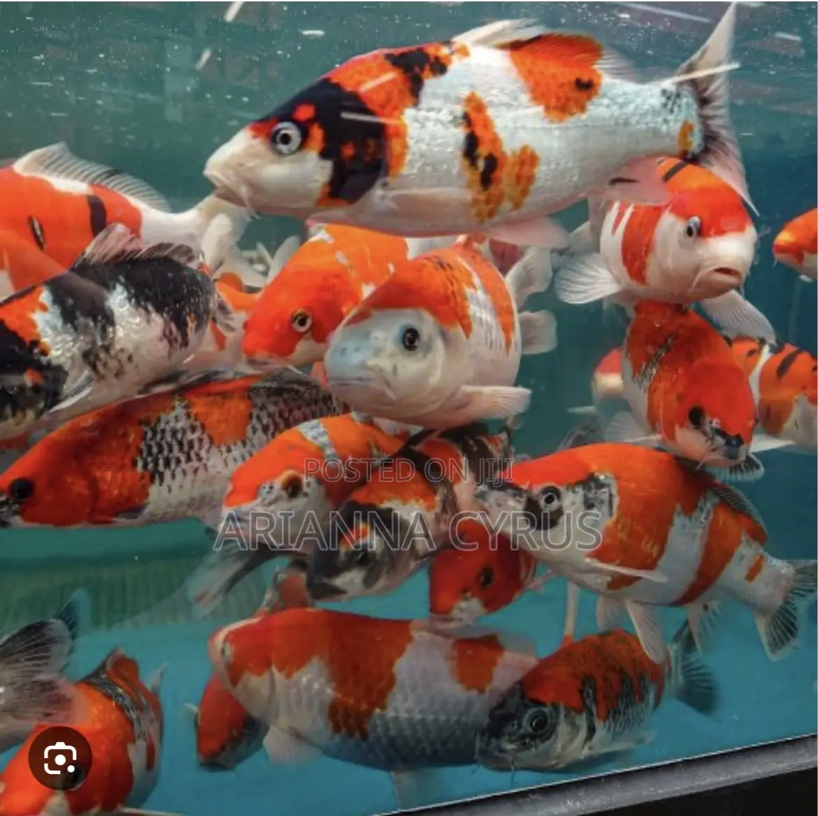 Japanese Koi in Madina - Fish, Arianna Cyrus | Jiji.com.gh