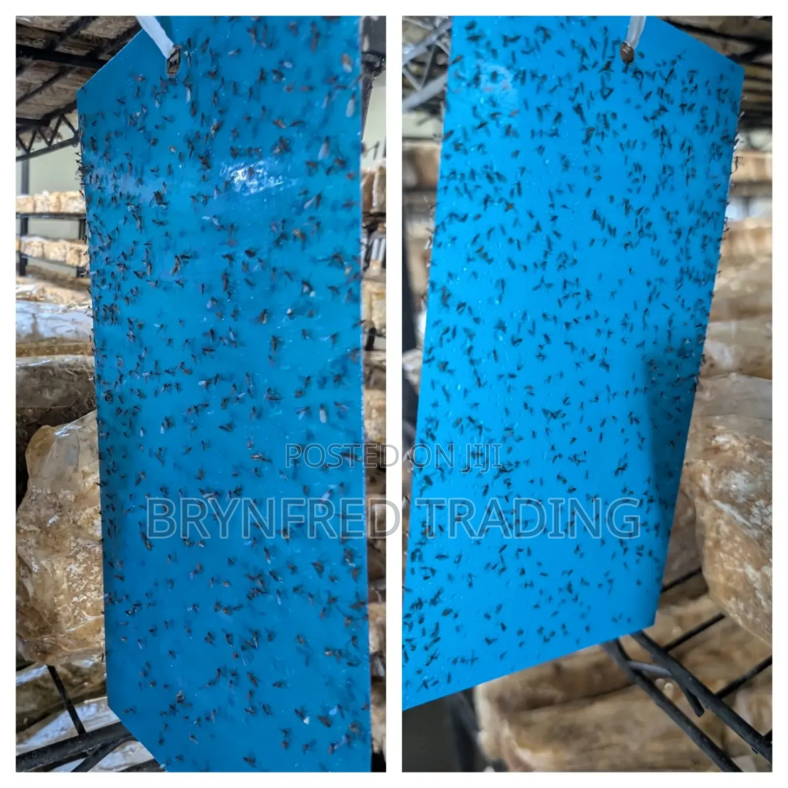 10pcs Blue Sticky Traps for Thrips Control in Techiman Municipal - Farm ...