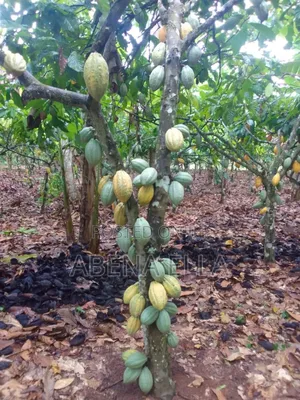 Organic Liquid Fertilizer Super Gro in Tesano - Feeds, Supplements ...