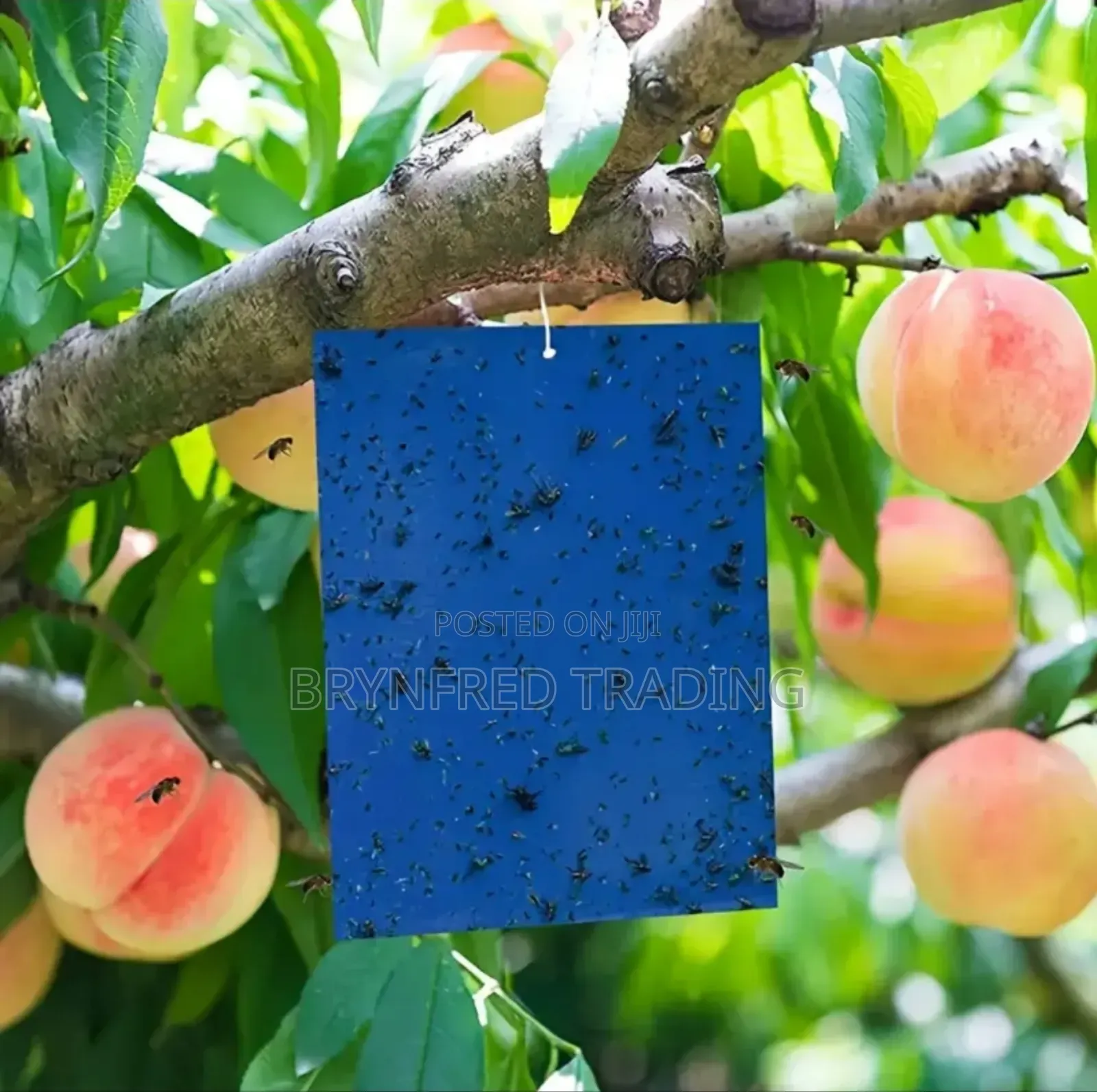 10pcs Blue Sticky Traps for Thrips Control in Techiman Municipal - Farm ...