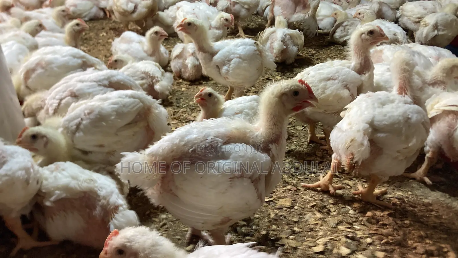 Broiler Cobb 500 in Dansoman - Farm Machinery & Equipment, Home Of ...