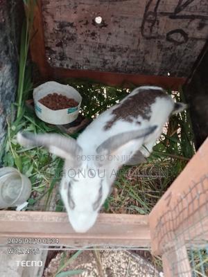 Every Type of Rabbit in Okponglo - Farm Animals, Alihonou Apollon ...