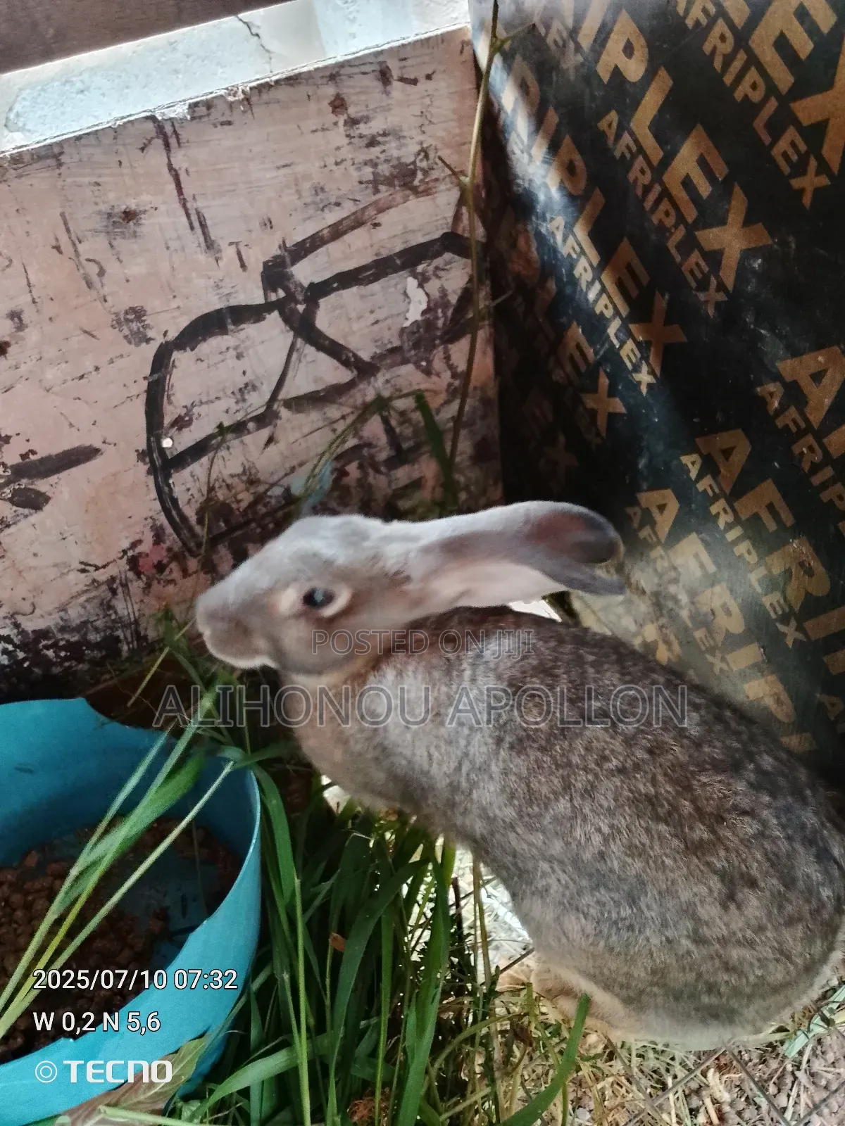 Every Type of Rabbit in Okponglo - Farm Animals, Alihonou Apollon ...