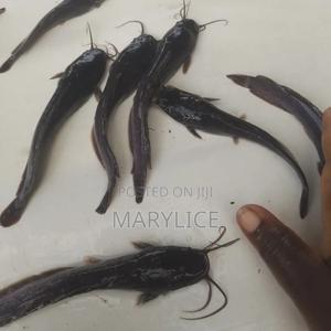 Healthy Catfish Jumbo Available in Weija - Farm Animals, Marylice Ackon ...