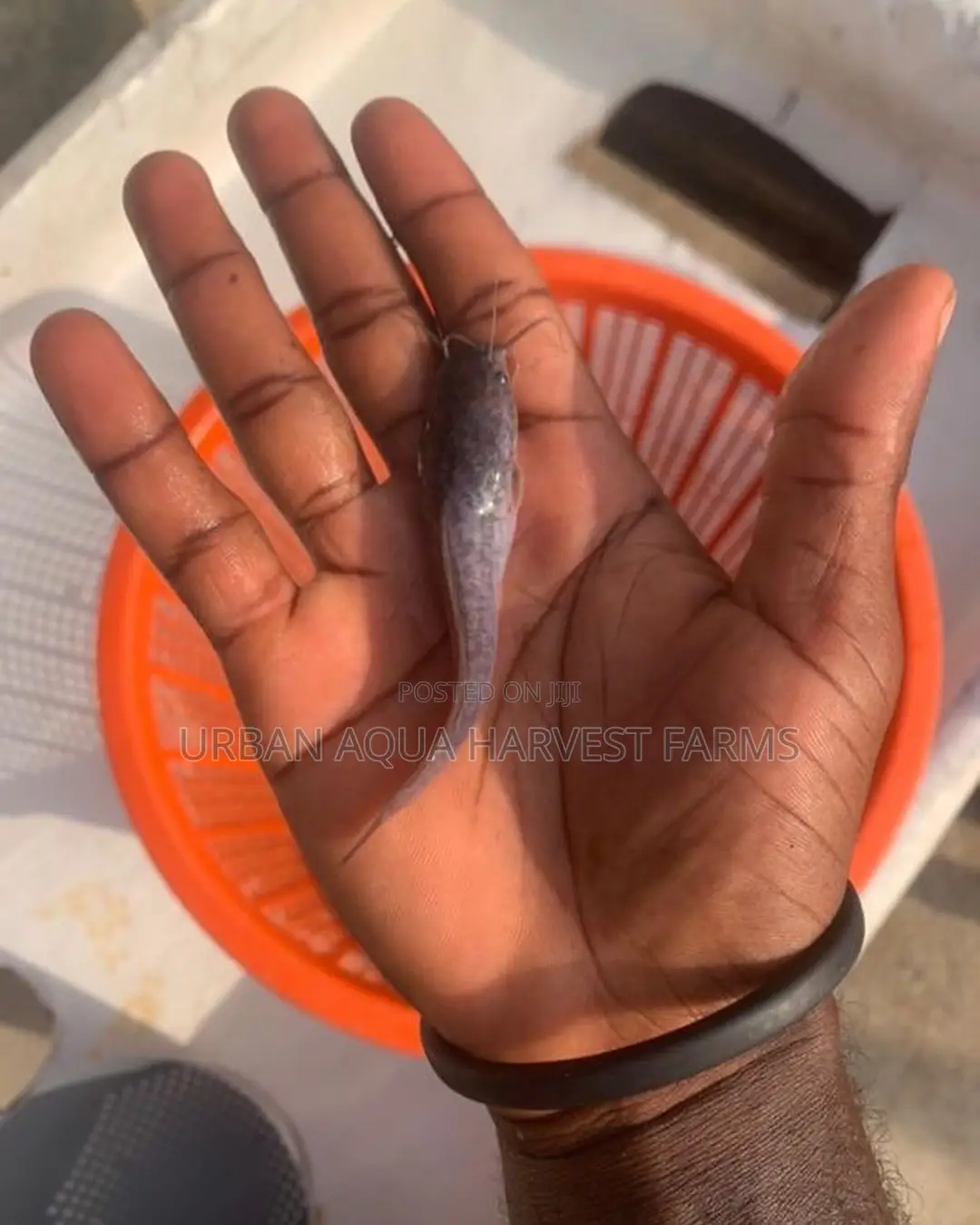 Healthy Fast Growing Catfish ( Fingerlings and Juveniles) in Dodowa ...