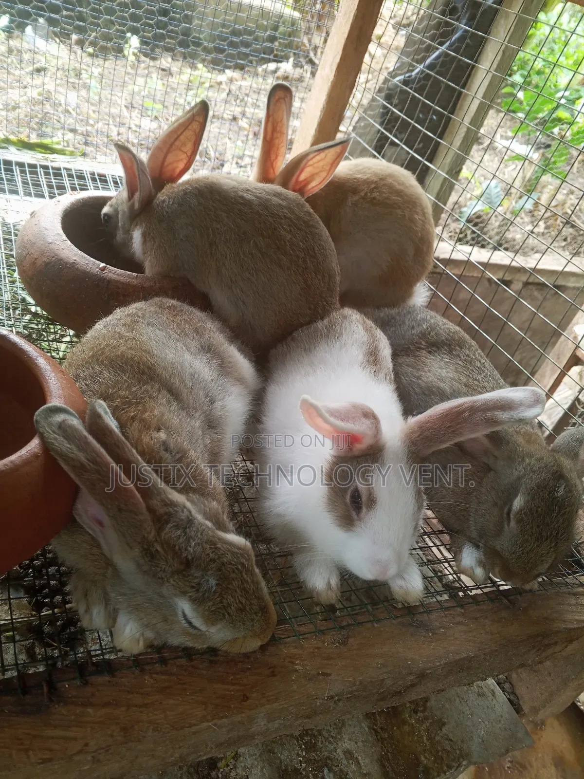Rabbit Weaners (From Pure Breed Buck) in Agona West Municipal - Farm ...