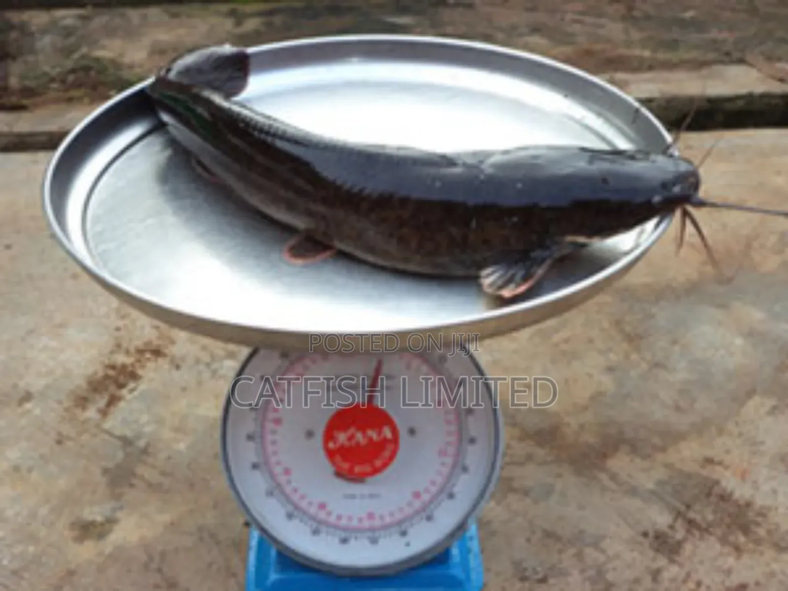 Catfish and More in Kumasi Metropolitan - Farm Animals, Jay Henry ...