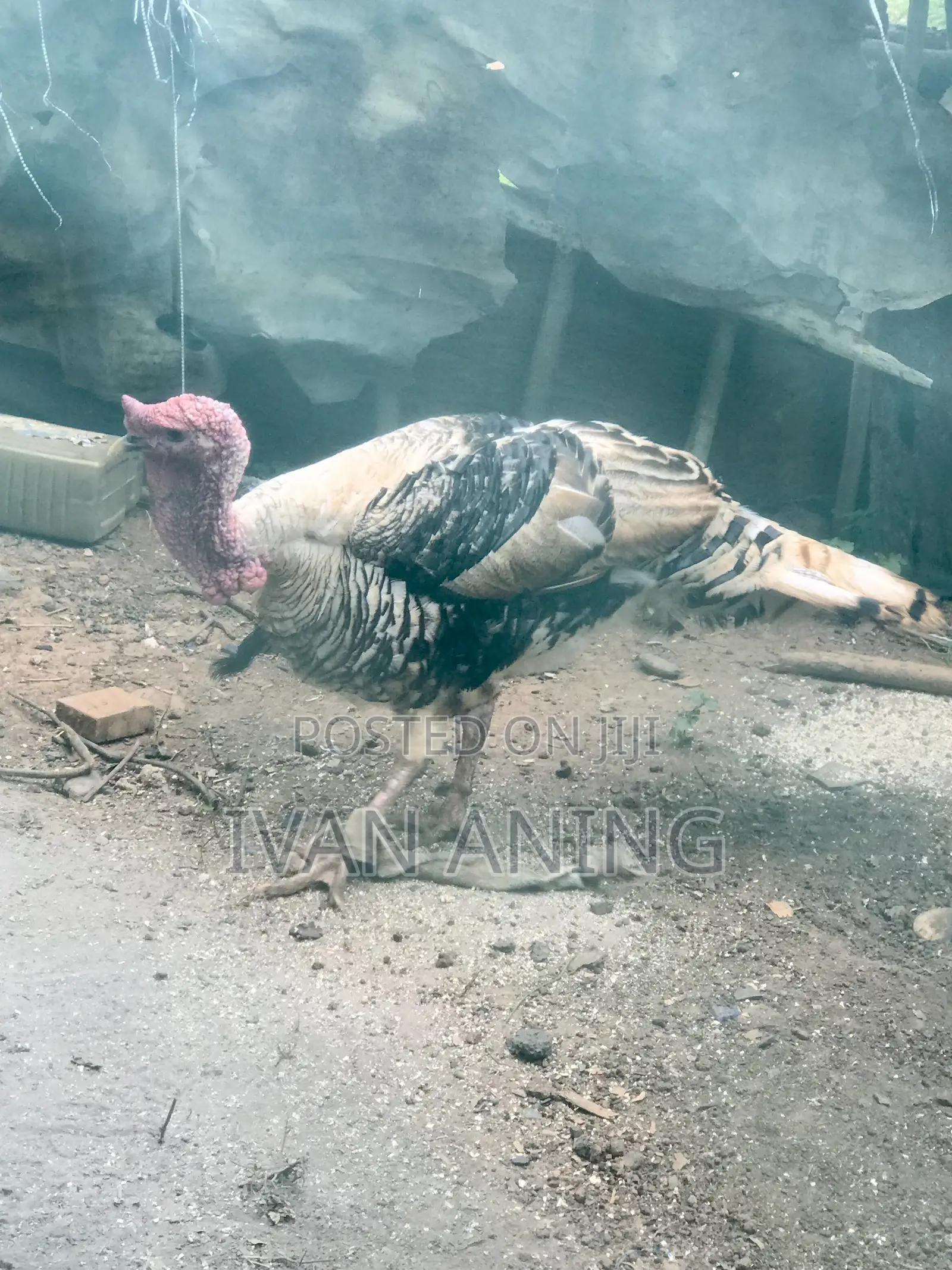 Hybrid Giant Male Turkey in Sunyani Municipal - Farm Animals, Ivan ...