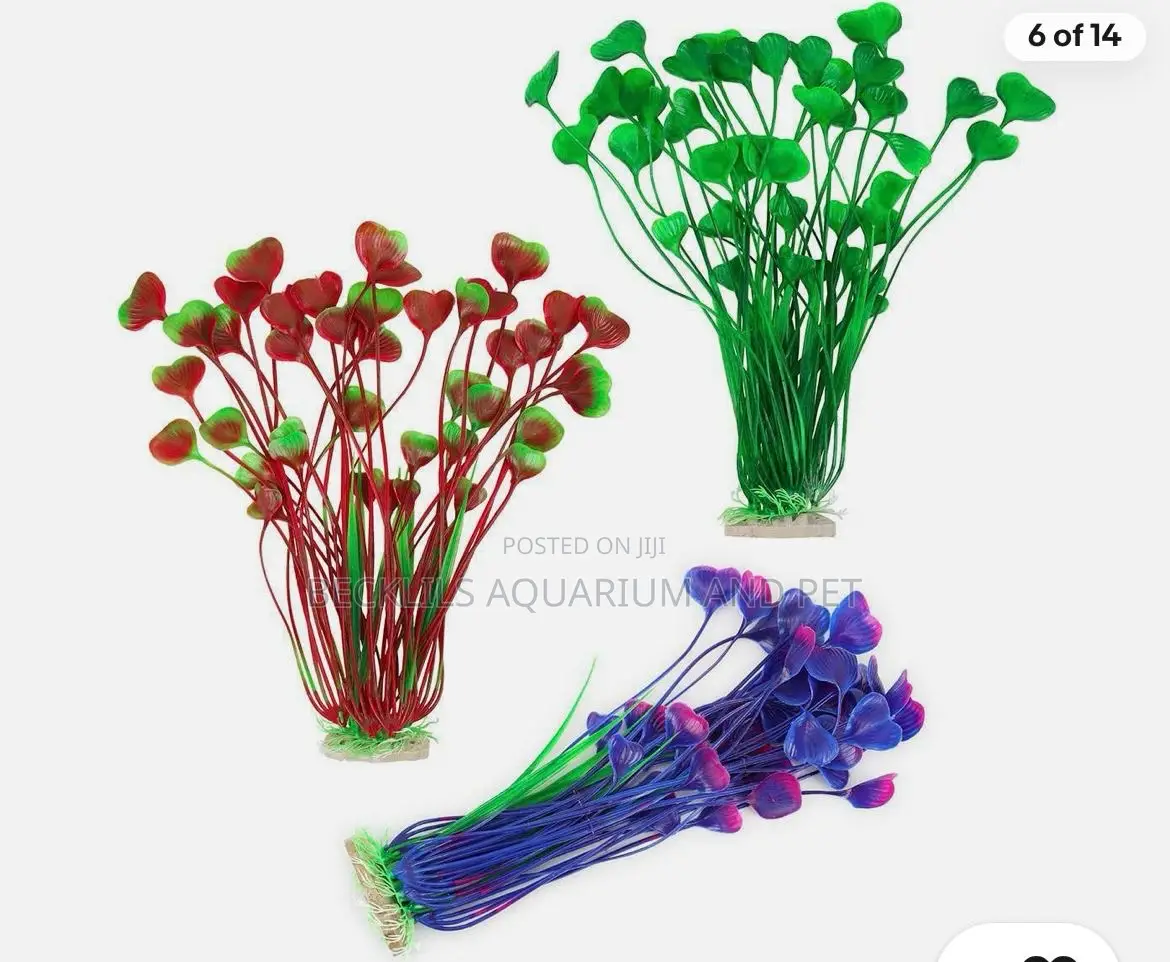 Roxy Aquarium Plant in Madina - Fish, Becklilz Aqariumandpetshop | Jiji.com.gh