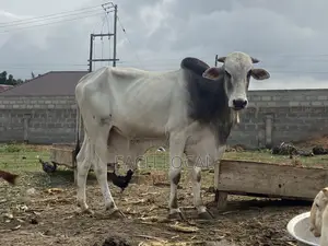 Cows in Ghana for sale Prices on Jiji.com.gh