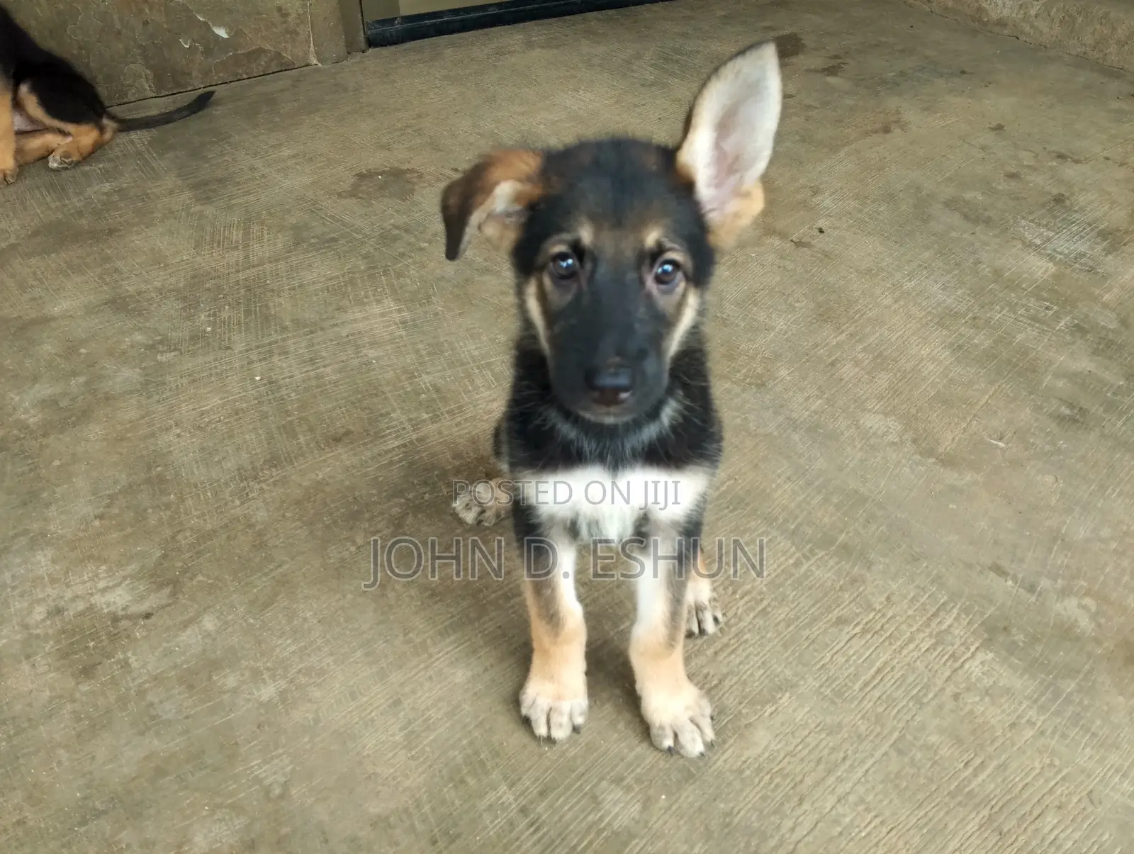 1-3 months Male Purebred German Shepherd in Ablekuma - Dogs & Puppies, John D. Eshun | Jiji.com.gh