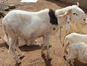 Sheep for Sale in Tamale Municipal - Farm Animals, Al-hassan Abdul Aziz ...
