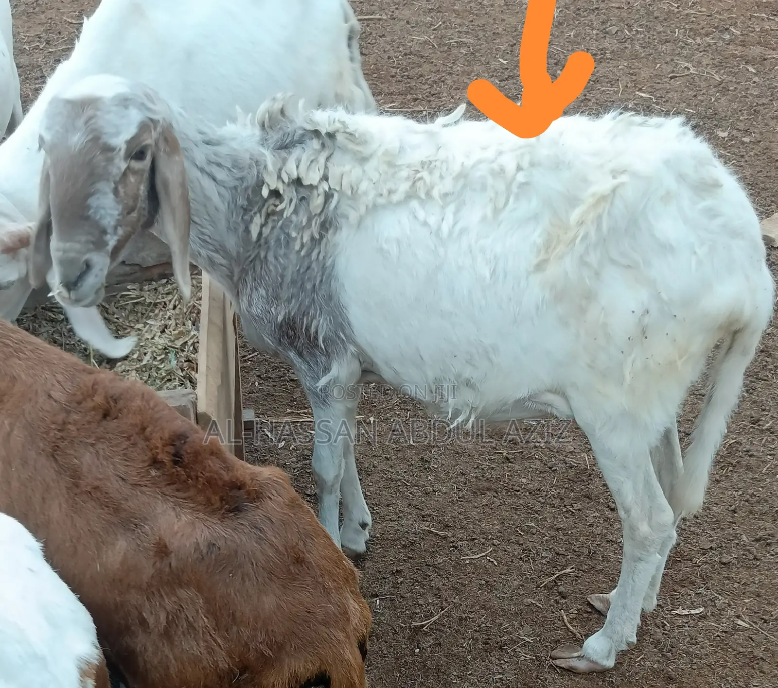 Sheep for Sale in Tamale Municipal - Farm Animals, Al-hassan Abdul Aziz ...