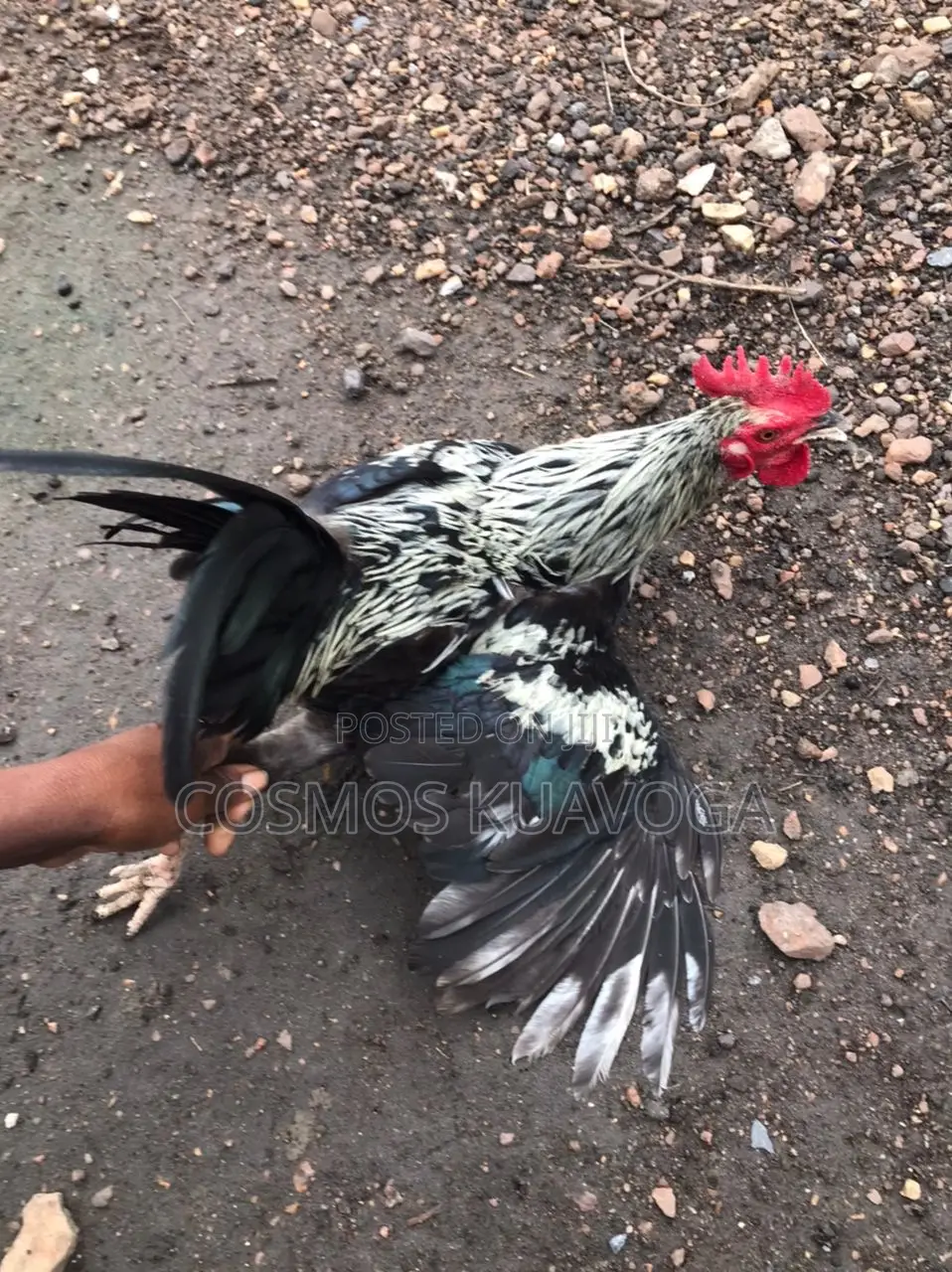 Old Local Fowls in Adenta - Farm Animals, Cosmos Kuavoga | Jiji.com.gh